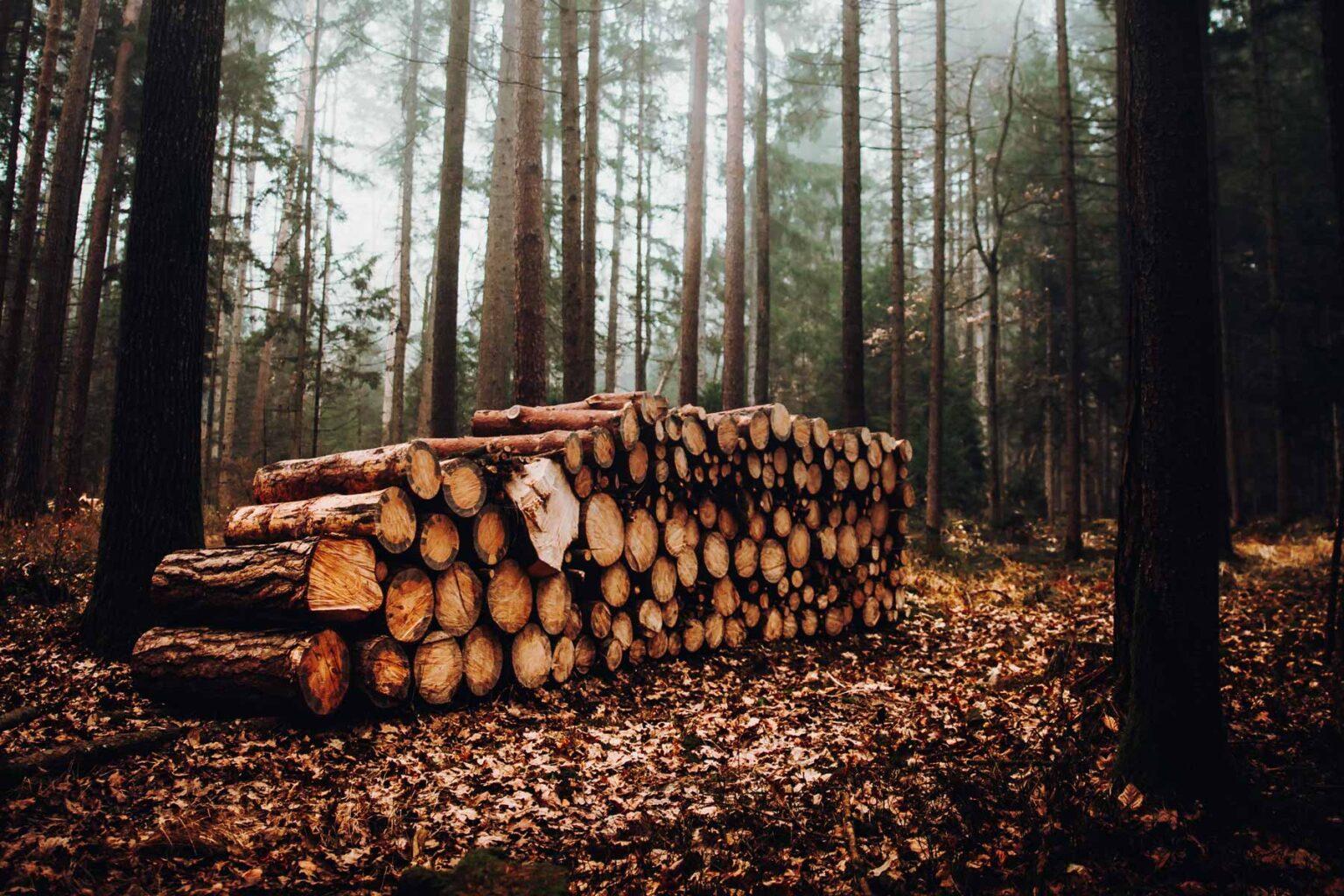 The Ideal Time of Year to Harvest Timber: A Seasonal Guide - Cumberland ...