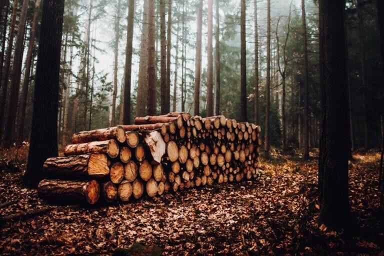 The Ideal Time of Year to Harvest Timber: A Seasonal Guide - Cumberland ...
